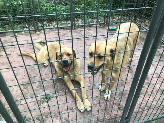 [UPDATE 8:56 p.m.: Good News] Two Handsome Dogs Need Your Help to Get ...
