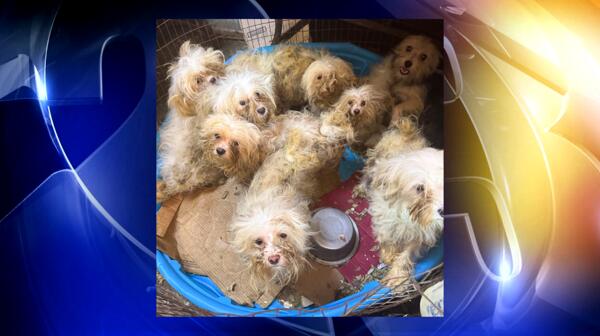 Humane Society of Tulsa gives update on Maltese dogs rescued from ...