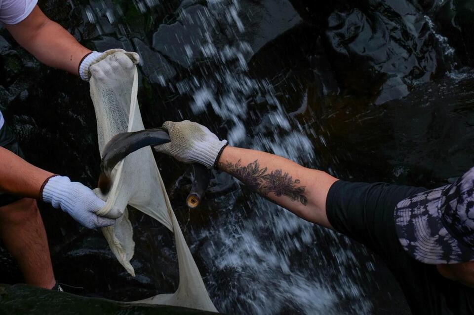 Willamette Falls Lamprey Celebration Opens With Updated Restoration ...