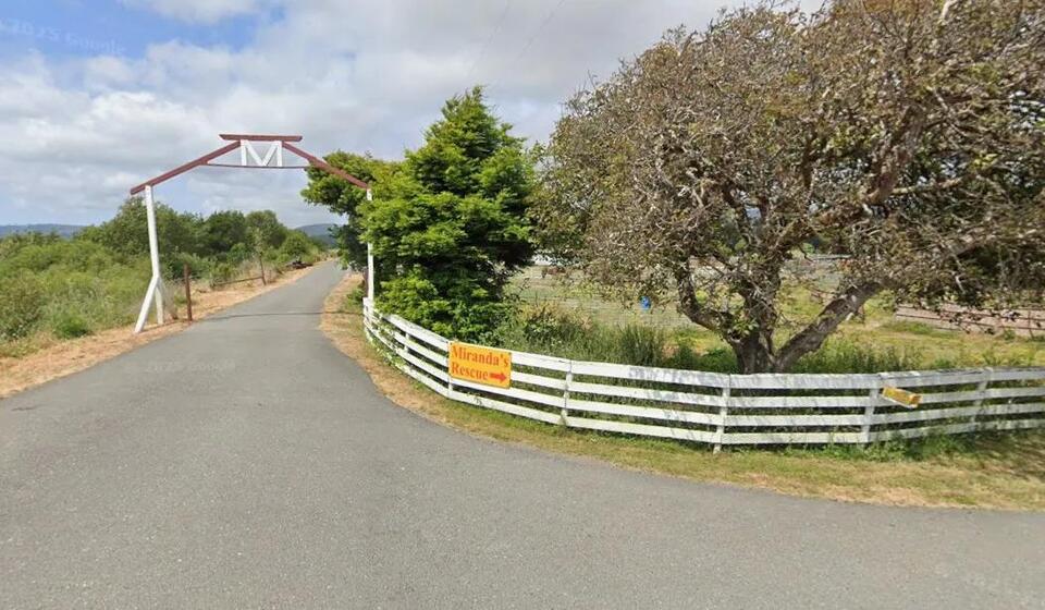 Shelters say chipped, reportedly rehomed animals shot dead at Miranda’s ...