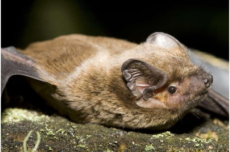 DNA analysis of bat droppings shows astonishingly high number of insect ...