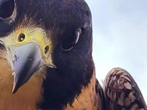 Peregrine Falcons with Jackie Fallon