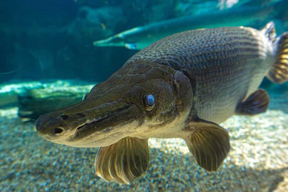 The Largest Alligator Gar Ever Caught in Oklahoma - NewsBreak