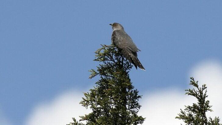 Animals and Wildlife in Nebraska - NewsBreak