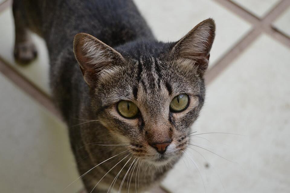 Missing Cat Found 114 Miles Away After Owners Believe He Took Train ...