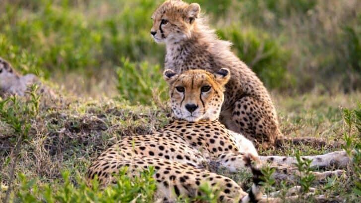 Cheetah Moms Play Games to Teach Hunting Skills - NewsBreak