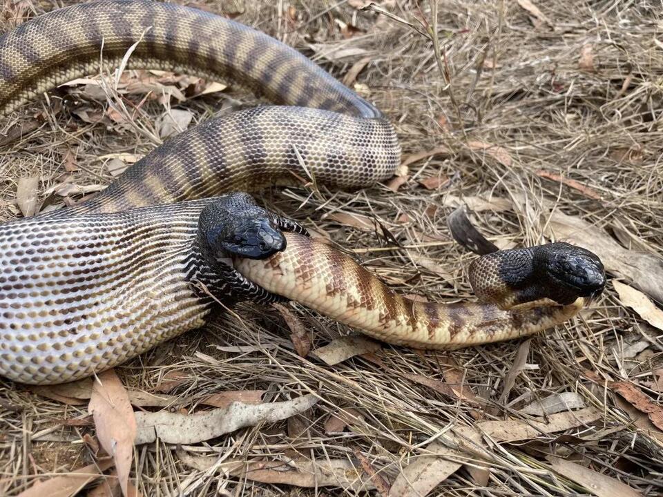 What Animals Eat Snakes? Nature’s Most Effective Snake Hunters - NewsBreak