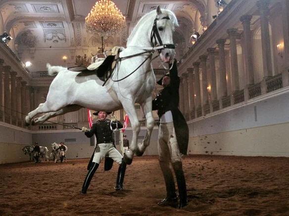 The Best Ways To Witness The Iconic 'Dancing White Horses Of Vienna ...