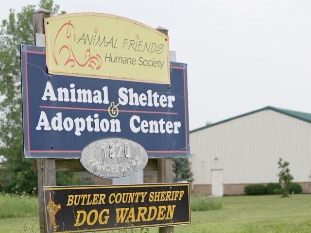 Hamilton shelter confirms improper euthanasia of kittens after outbreak ...