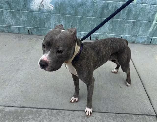 🐶 Playful, Gentle & Loyal Dogs Ready for Adoption in Baldwin Park ...