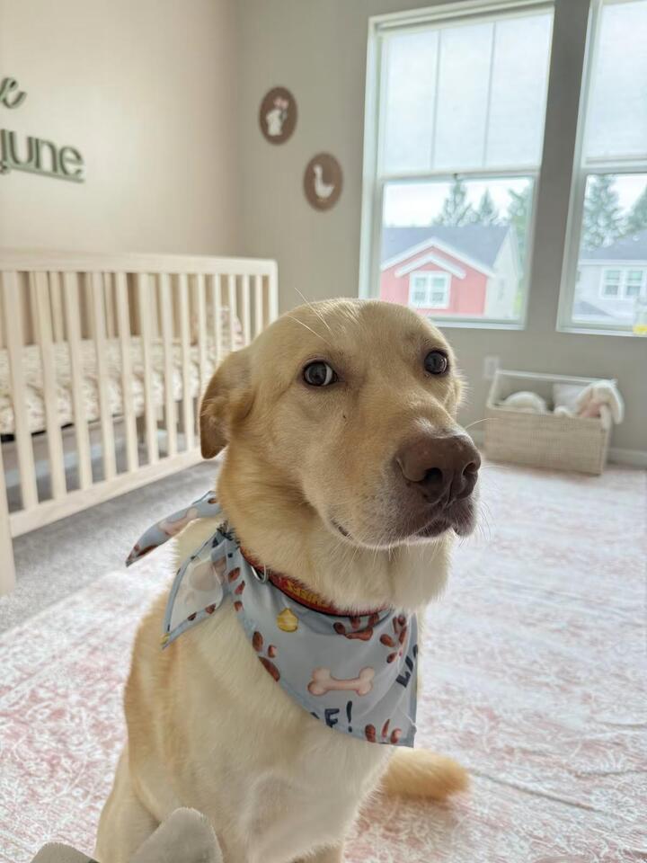 🐶 Playful, Loyal & Loving Dogs Ready for Adoption in Plano - NewsBreak