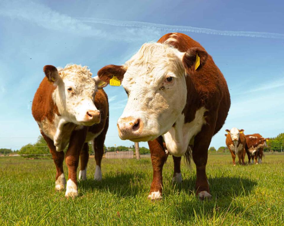 Cow Colors: The Complete List From Rarest to Most Common - NewsBreak