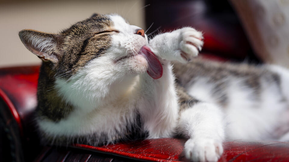 Your Cat’s Grooming Habits Are a Window into Their Well-being: What to ...