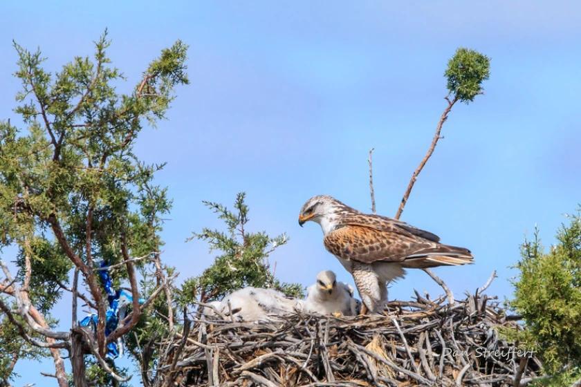 Ferruginous hawks are changing the plans for a massive wind farm near ...