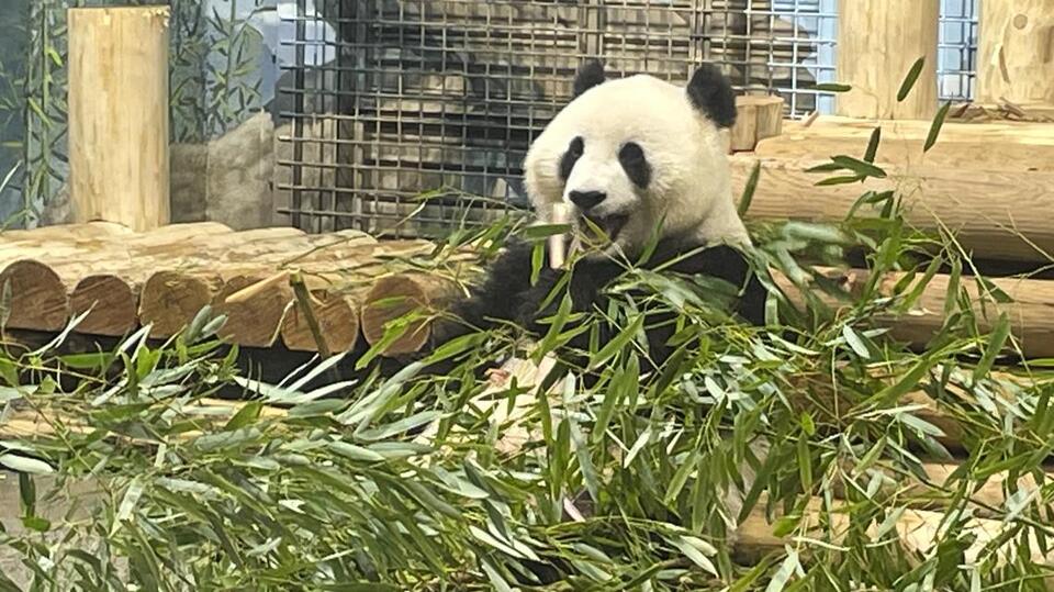 'Giant Panda Cam' back online as Qing Bao and Bao Li return to public ...