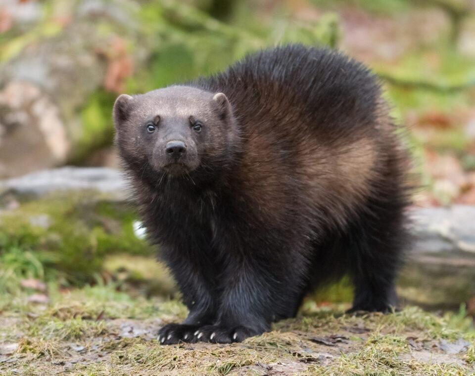 Colorado’s historic wolverine restoration starts soon: Here’s what plan ...