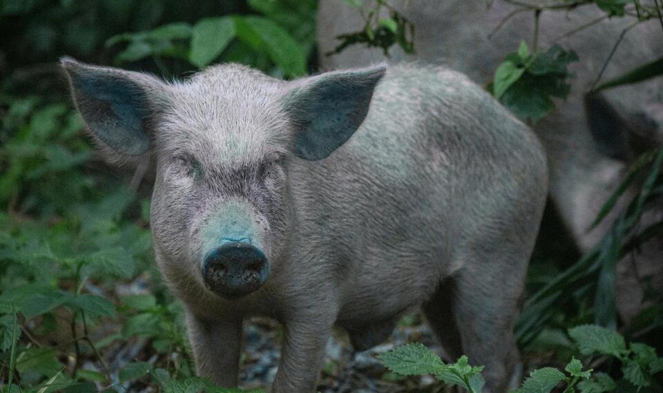 What’s Behind The Blue Bacon Warning In Michigan? - NewsBreak