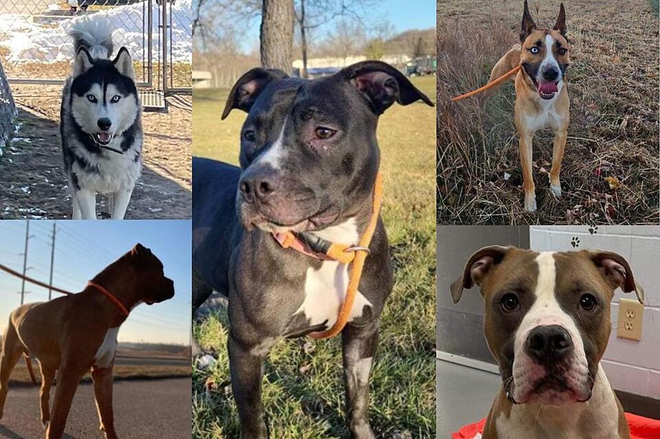 Adopt These Rochester, Minnesota Dogs For FREE Today - NewsBreak