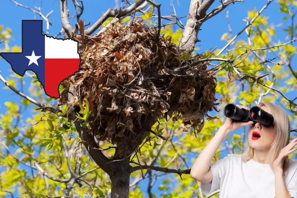 Beware Texas, Those Aren’t Birds’ Nests Now Filling Your Trees - NewsBreak
