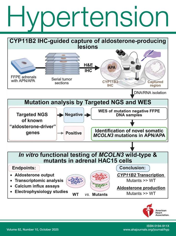 Hypertension Editors’ View of the 2025 Guideline for the Prevention ...