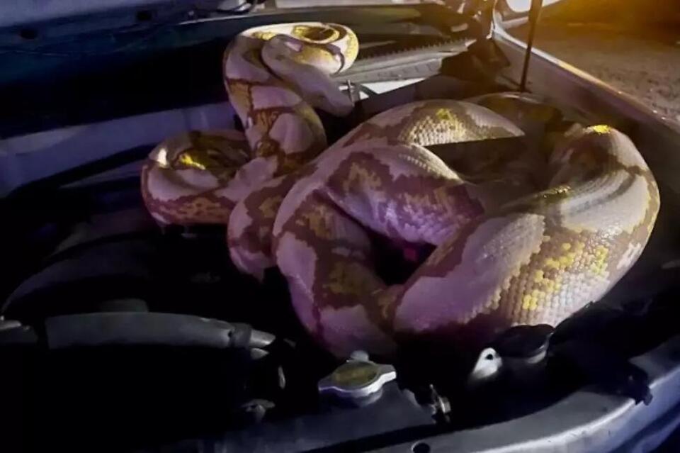 Massive 15-Foot Python Found In Car Engine In Texas - NewsBreak