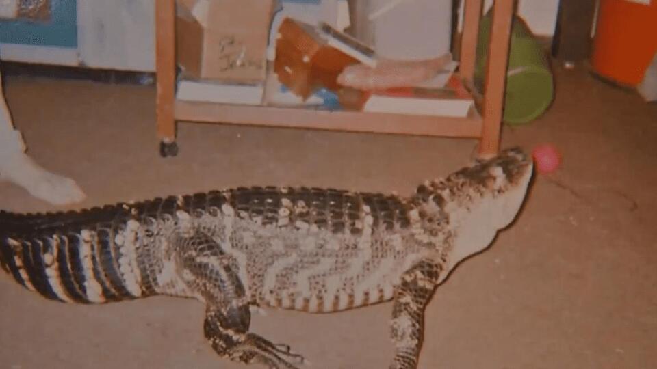 An 11-Foot, 750-Pound “Domesticated” Alligator (Who Swam With Children ...