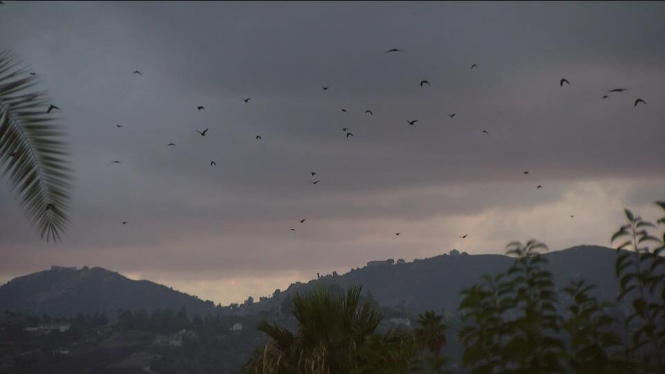 Explaining the rise in San Diego's crow population - NewsBreak