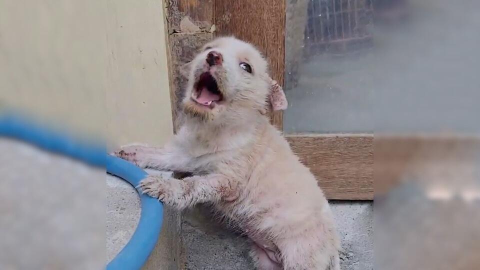 Devastated Dog Can’t Stop Crying After Being Cruelly Abandoned At A ...