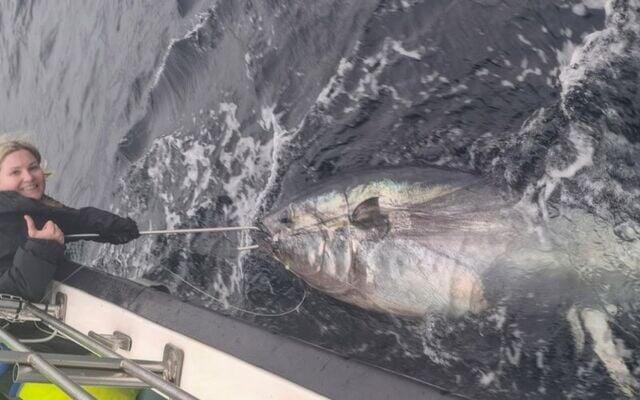Donegal woman lands 760 pound bluefin tuna in what locals are calling a ...