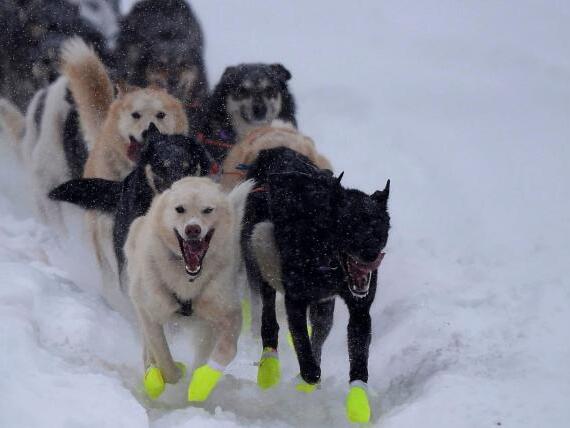 Iditarod 2024 results in death of two dogs; PETA calls for shutdown of ...