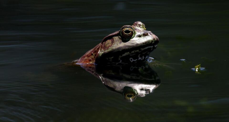 Rules for Legal Frog Hunting in Ohio - NewsBreak