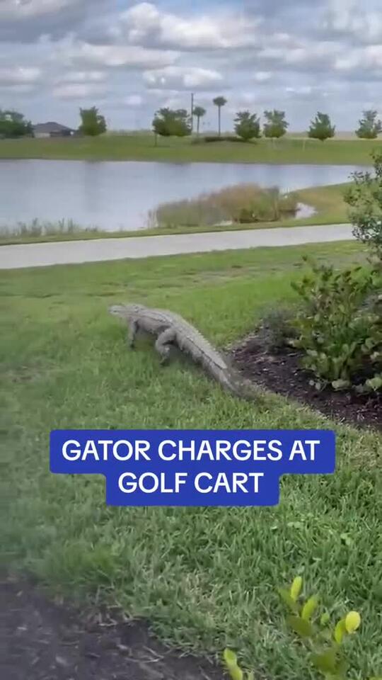 This is the terrifying moment an alligator lunged at a golf cart ...