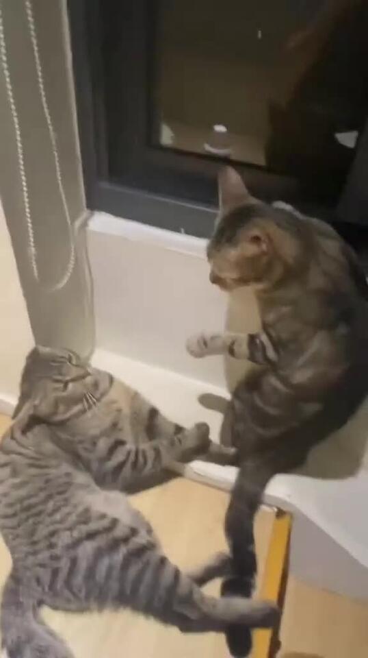 octopus vs cat (at the end) - NewsBreak