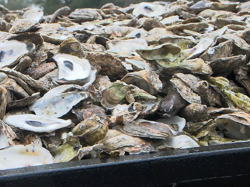 SCDNR closes shellfish harvesting season, searches shell recycling ...