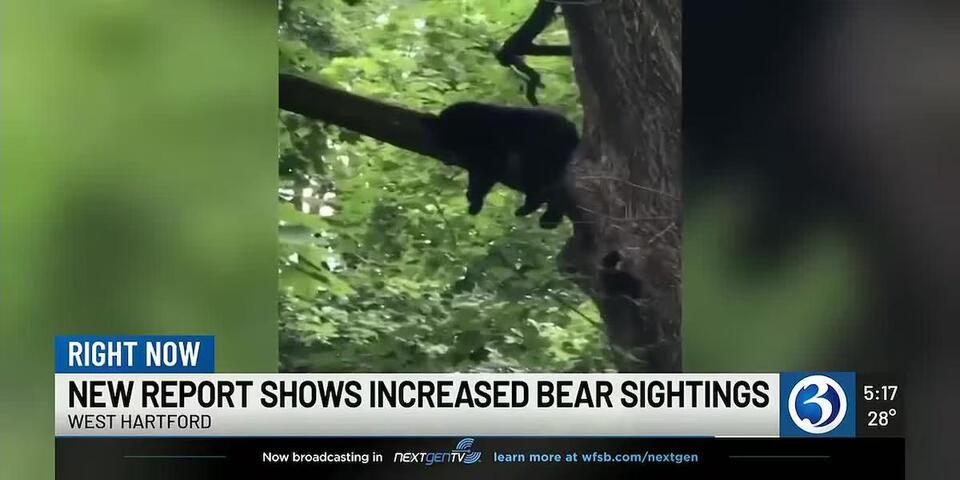 Bear sightings reach record high with over 12,000 reports in 2025 ...