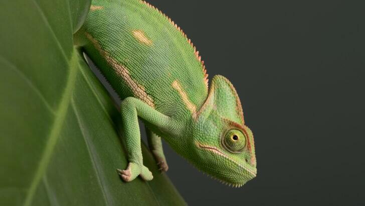 15 Color Changing Reptiles You Did Not Know Existed - NewsBreak