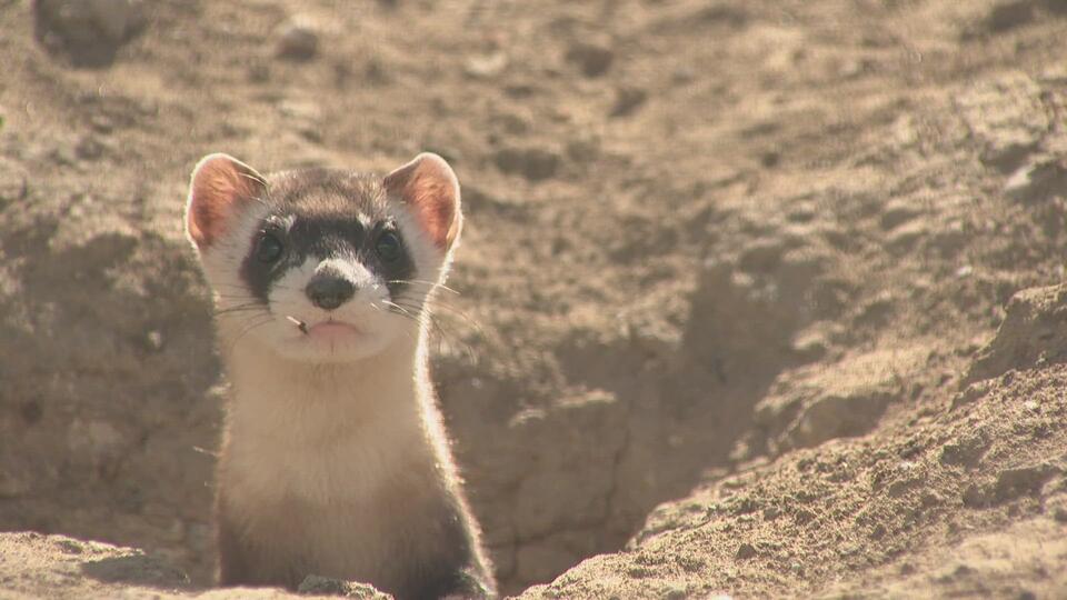 'It's absolutely a species worth saving': Conservation, cloning ...