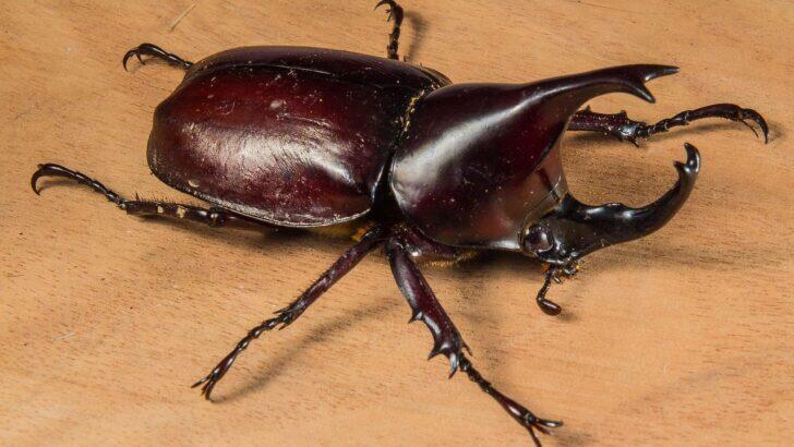 Certain Insects Possess Incredible Strength for Their Size - NewsBreak