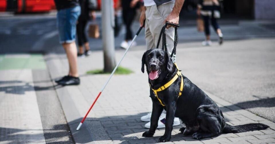 9 Types of Service Dogs - NewsBreak