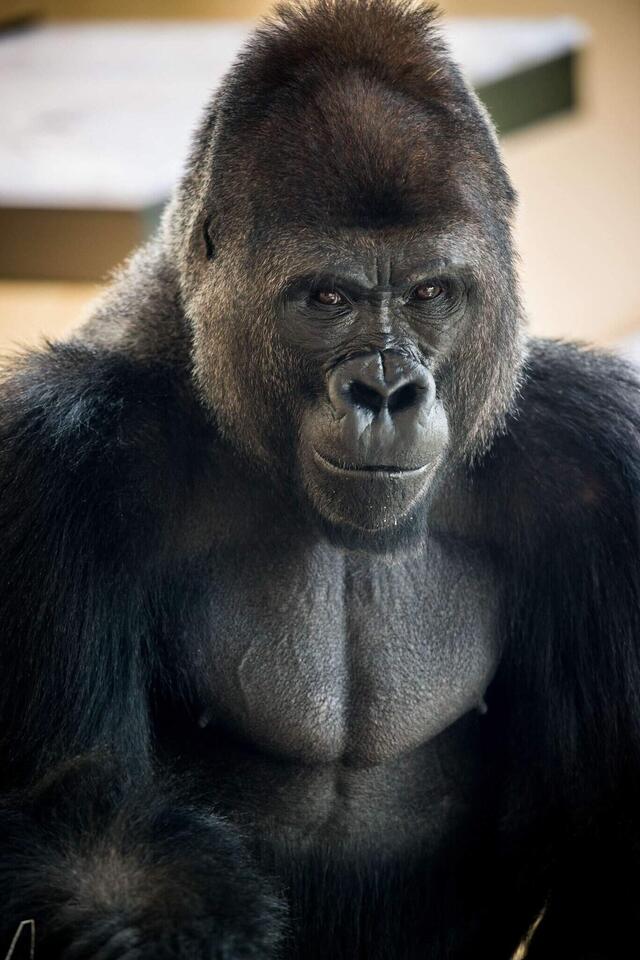 After a 30-Year Absence, Gorillas Have Returned to a Record-Breaking ...