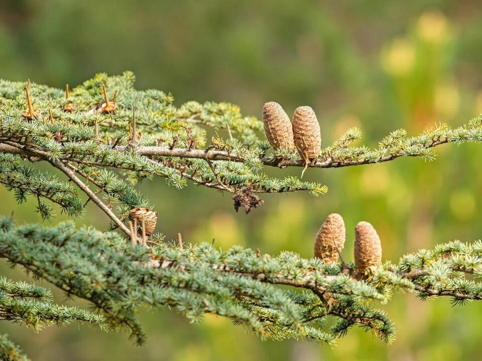 25 Types of Conifers for Home Landscapes