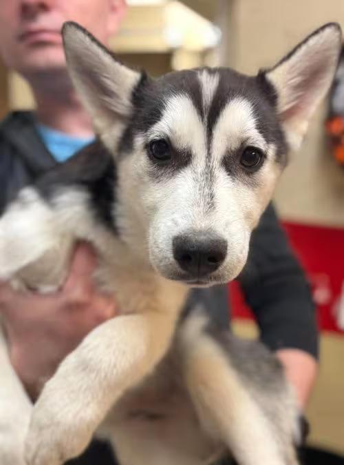🐶 Playful Huskies & a Sweet Havapoo Ready for Adoption in Matawan ...