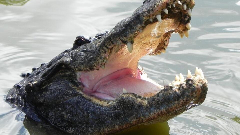 Kayaker Attacked by Alligator in Second Fatal Florida Animal Incident ...