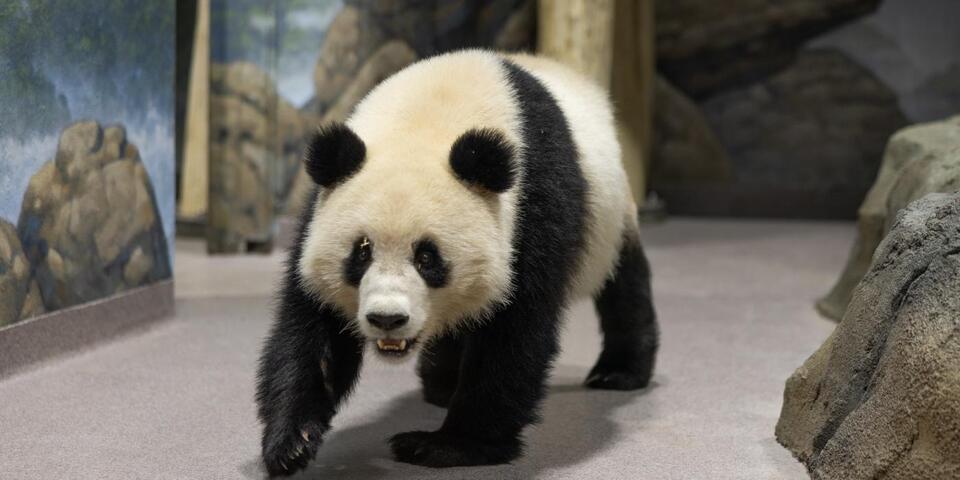 Two New Giant Pandas Debut at Smithsonian’s National Zoo and ...