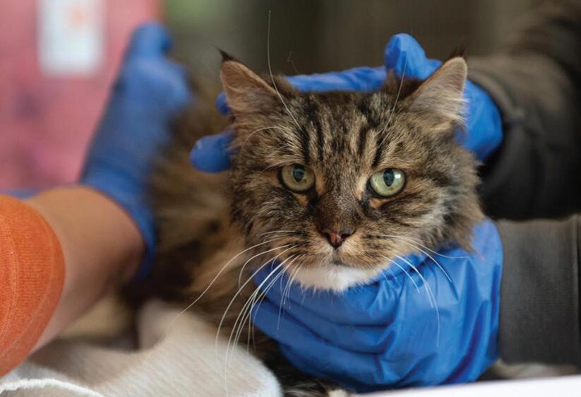 Miracle kitty survives fall off Bryce Canyon cliff - NewsBreak