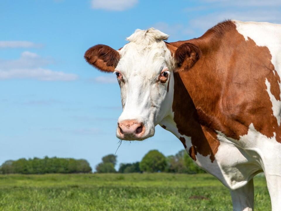 Joyful Cow Caught Sipping From Sprinkler Is the Picture of Happiness