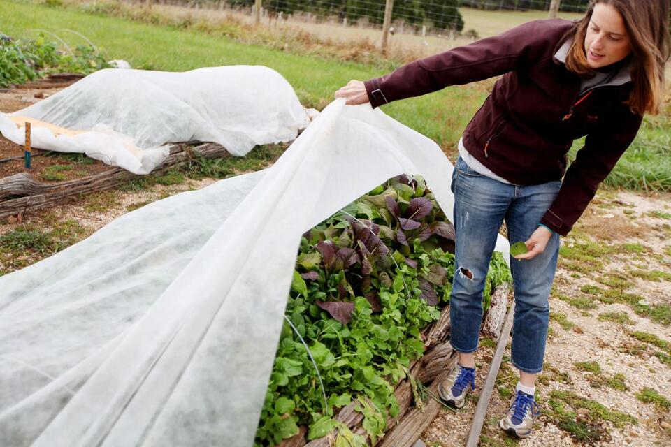 Weather alert: National Weather Service says frost likely in Greater ...