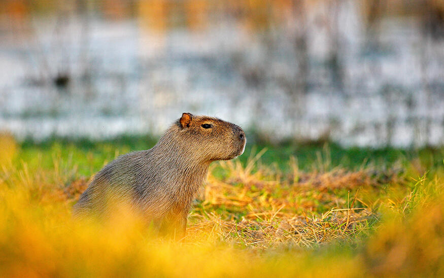 New capybara café offers unique animal experience in Coeur d’Alene ...