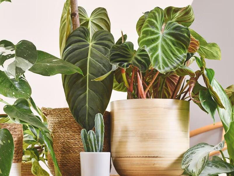 12 Best Tropical Plants That’ll Turn Any Space Into Pure Paradise