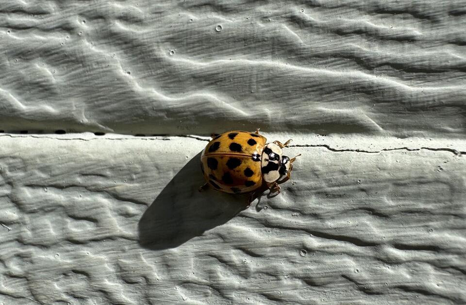 What’s with all the ladybugs in Alabama? Here’s your answer - NewsBreak